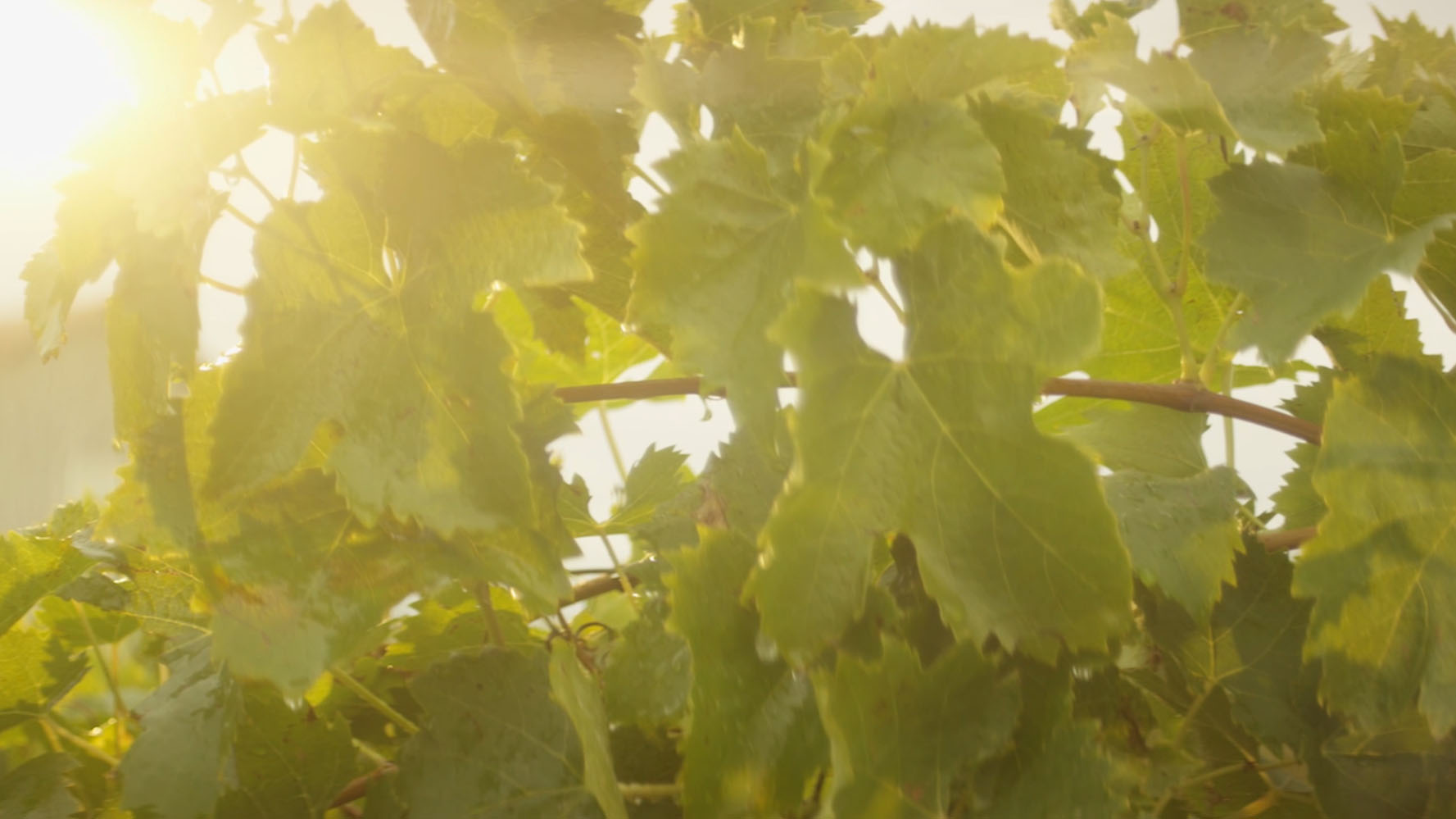 Documentation - CSGV