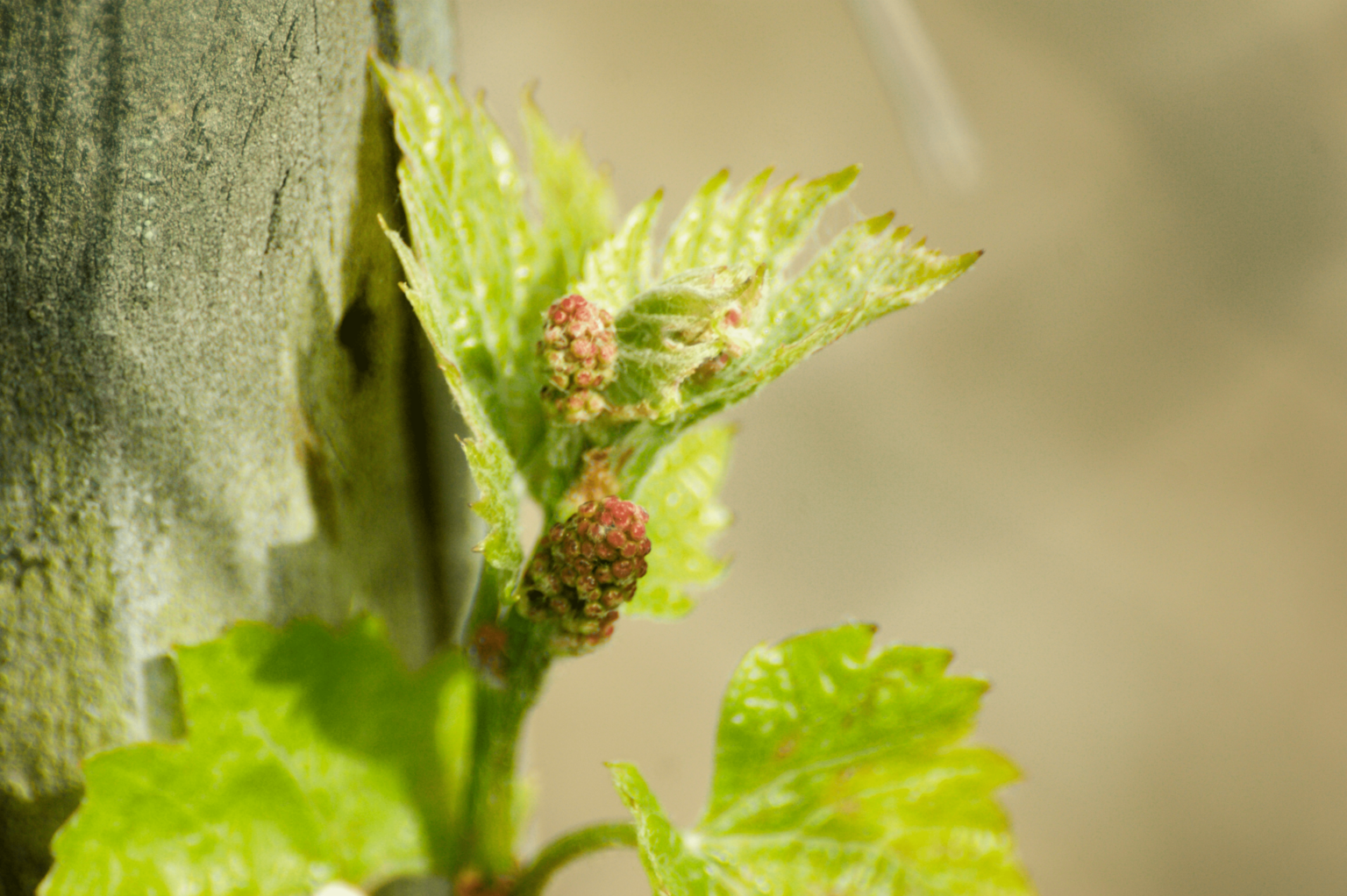 Service Technique et environnement - CSGV