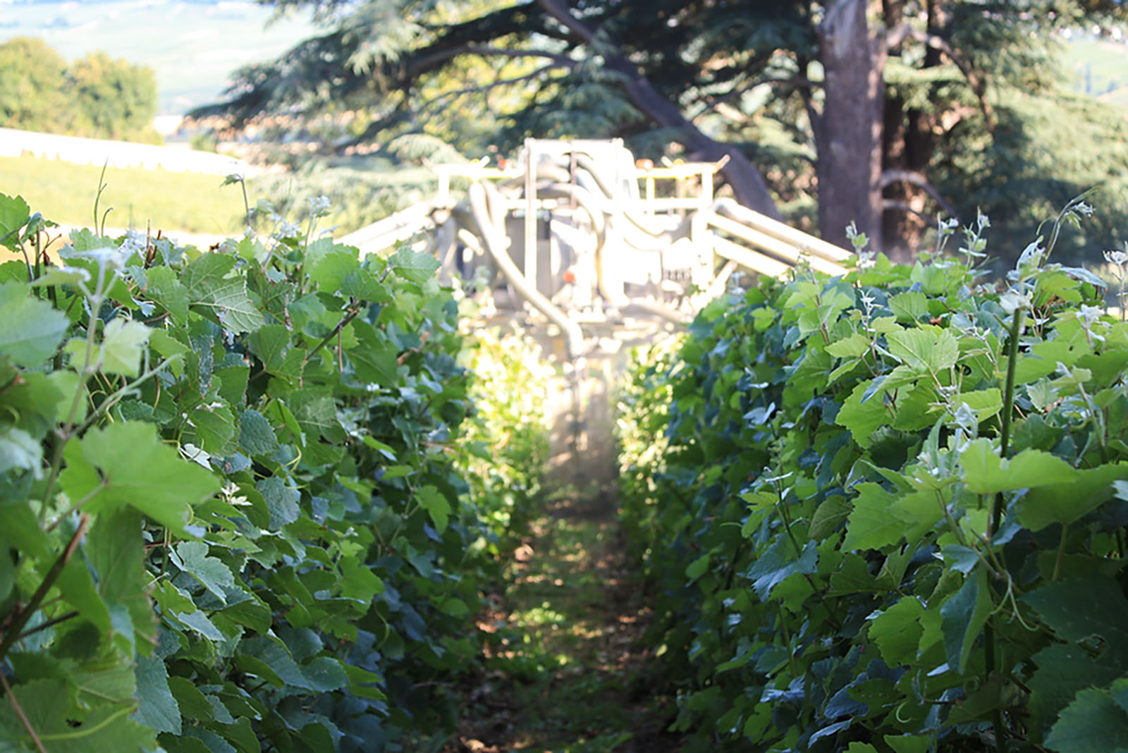 Notre offre vignes | CSGV