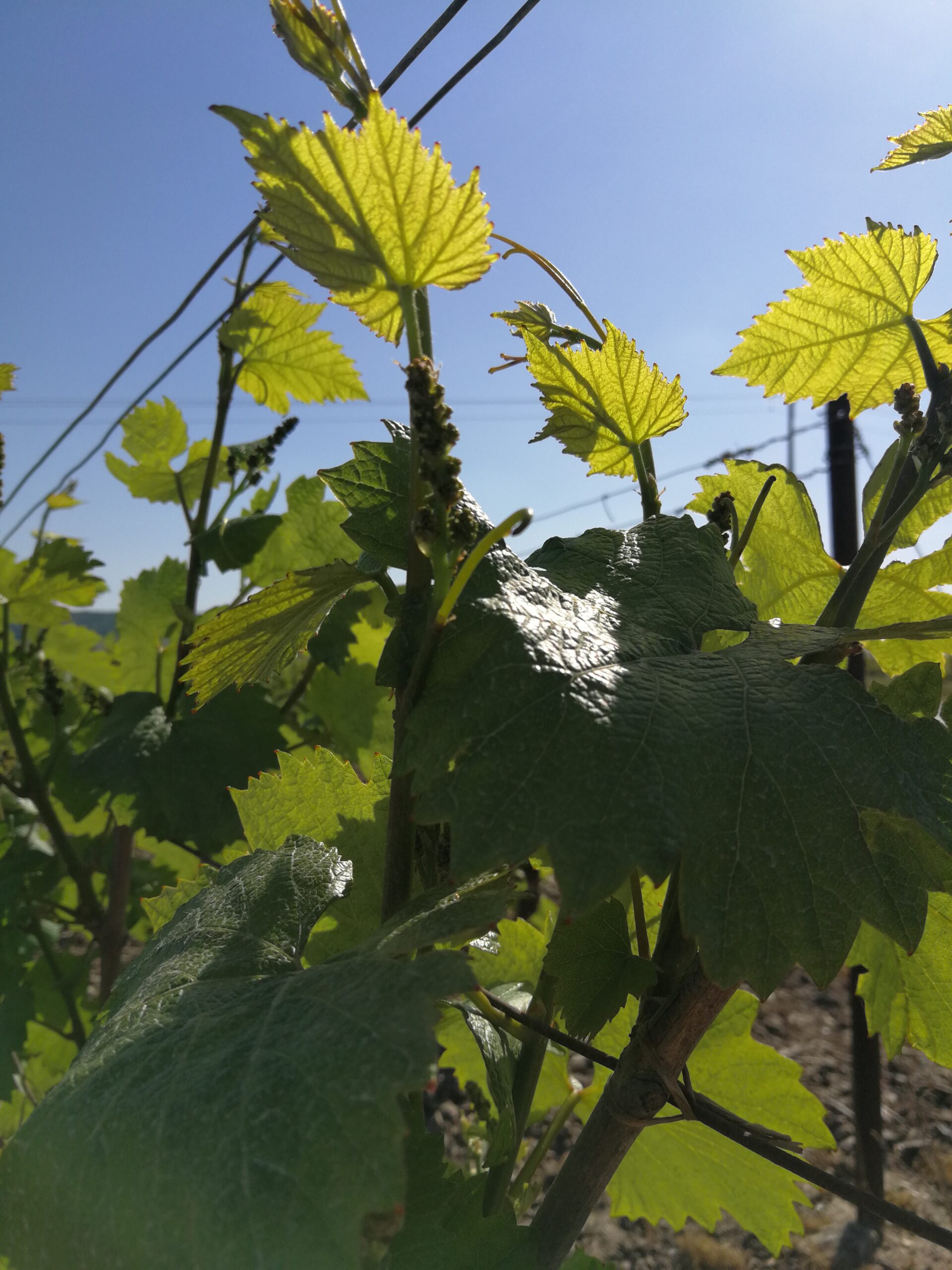 Notre offre vignes - CSGV